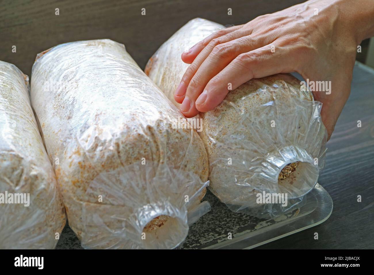 Man's Hand Holding a Mushroom Sawdust Spawn Block Stock Photo - Alamy