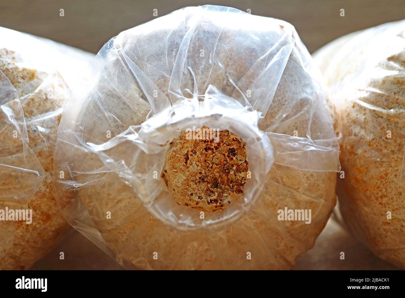 Closeup of mushroom sawdust spawn block colonized by the mushroom's ...