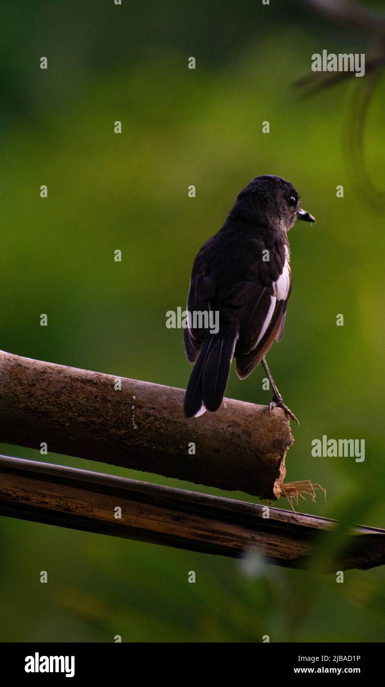 Black robin hi-res stock photography and images - Alamy