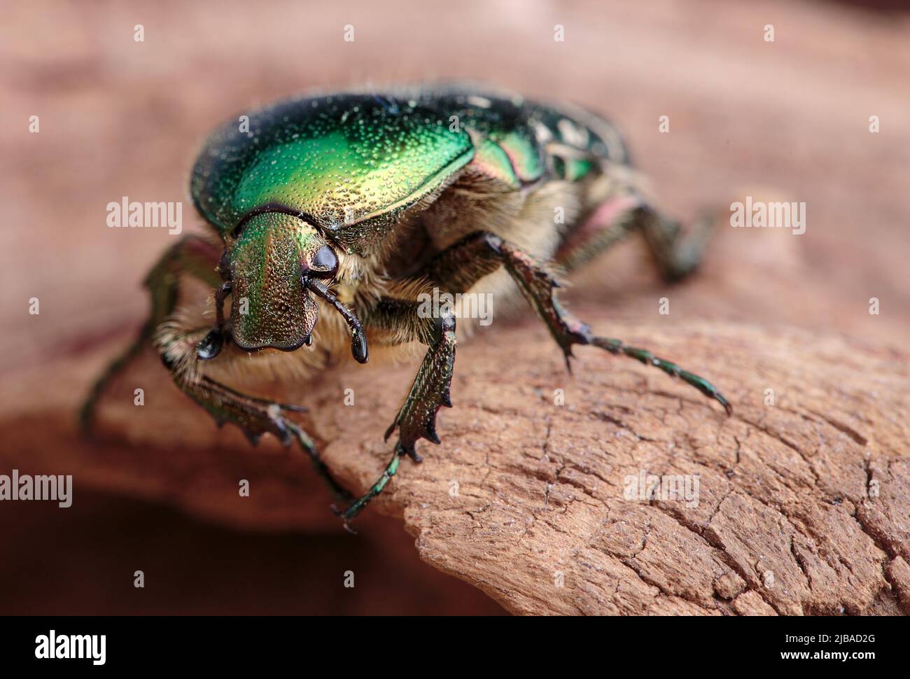 Bright and shiny hi-res stock photography and images - Alamy