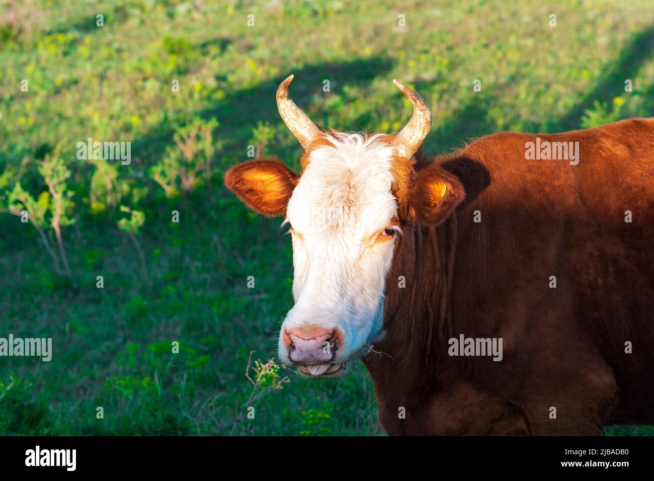 portrait of a chewing grazing cow with an expressive look Stock Photo ...