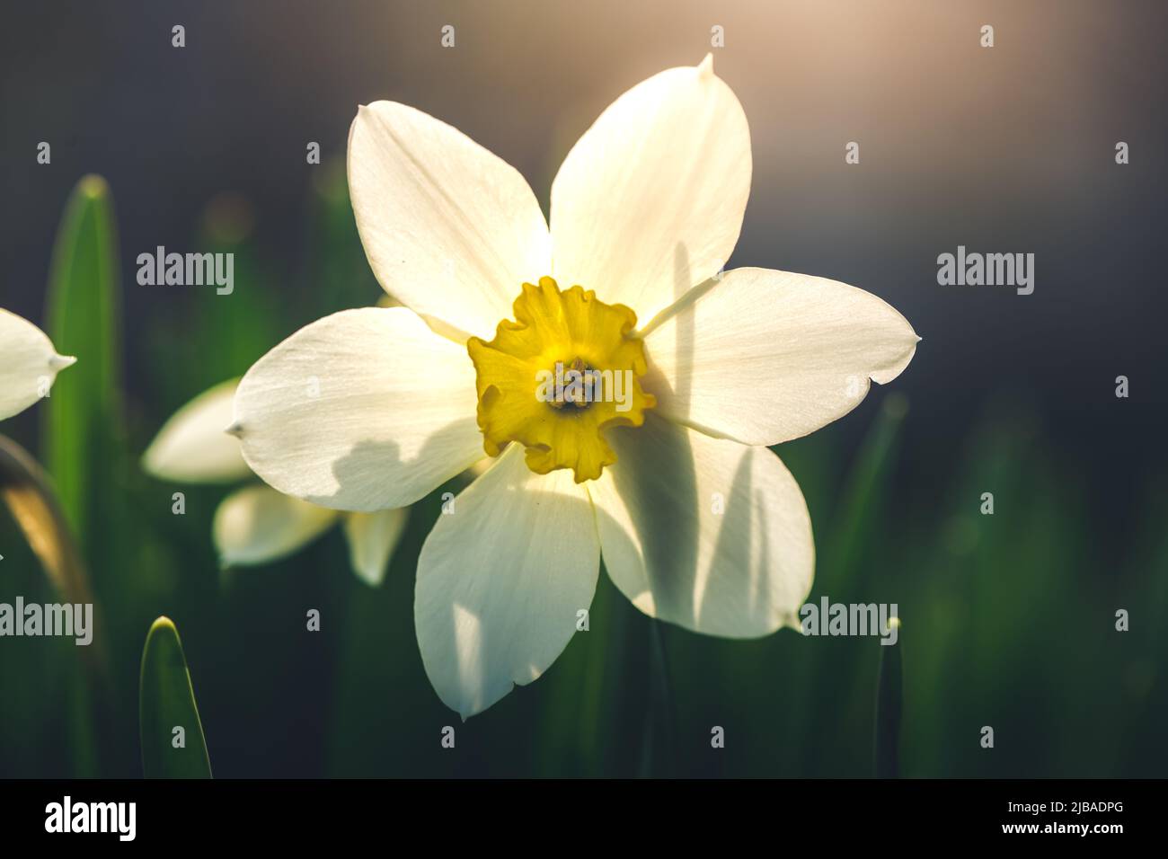 beautiful spring flowers white daffodils outdoors Stock Photo - Alamy