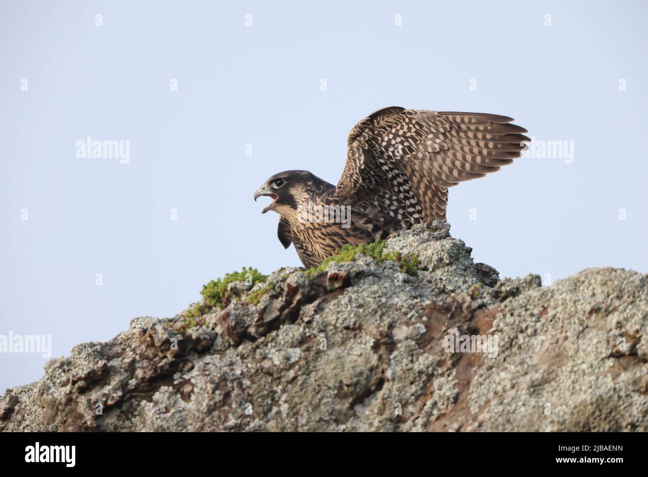 Peregrine Falcon (Falco peregrinus) in Japan Stock Photo - Alamy