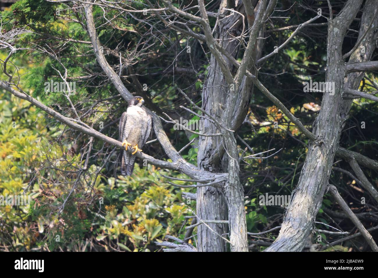 Peregrine Falcon (Falco peregrinus) in Japan Stock Photo - Alamy