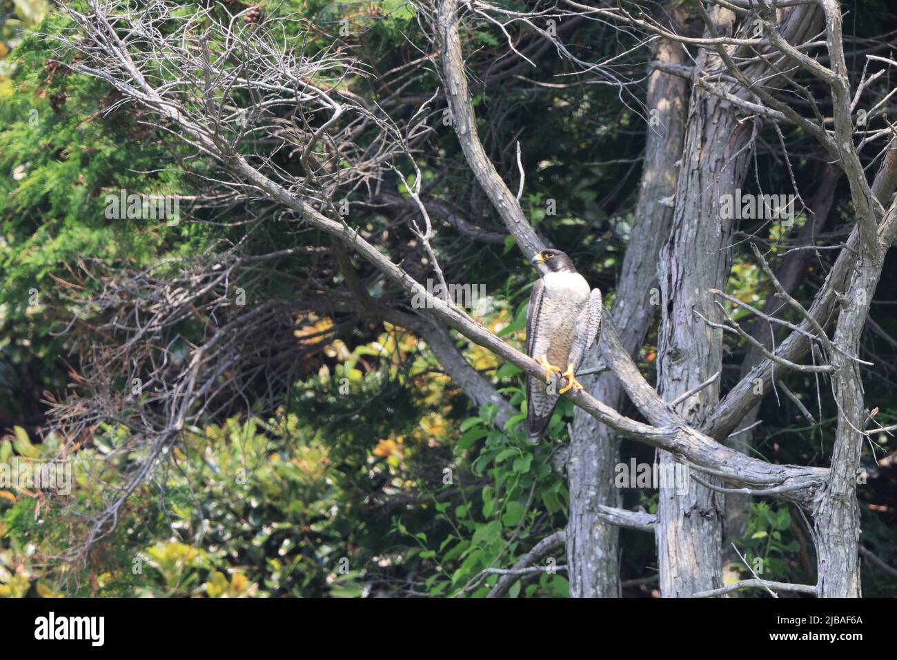 Peregrine Falcon (Falco peregrinus) in Japan Stock Photo - Alamy