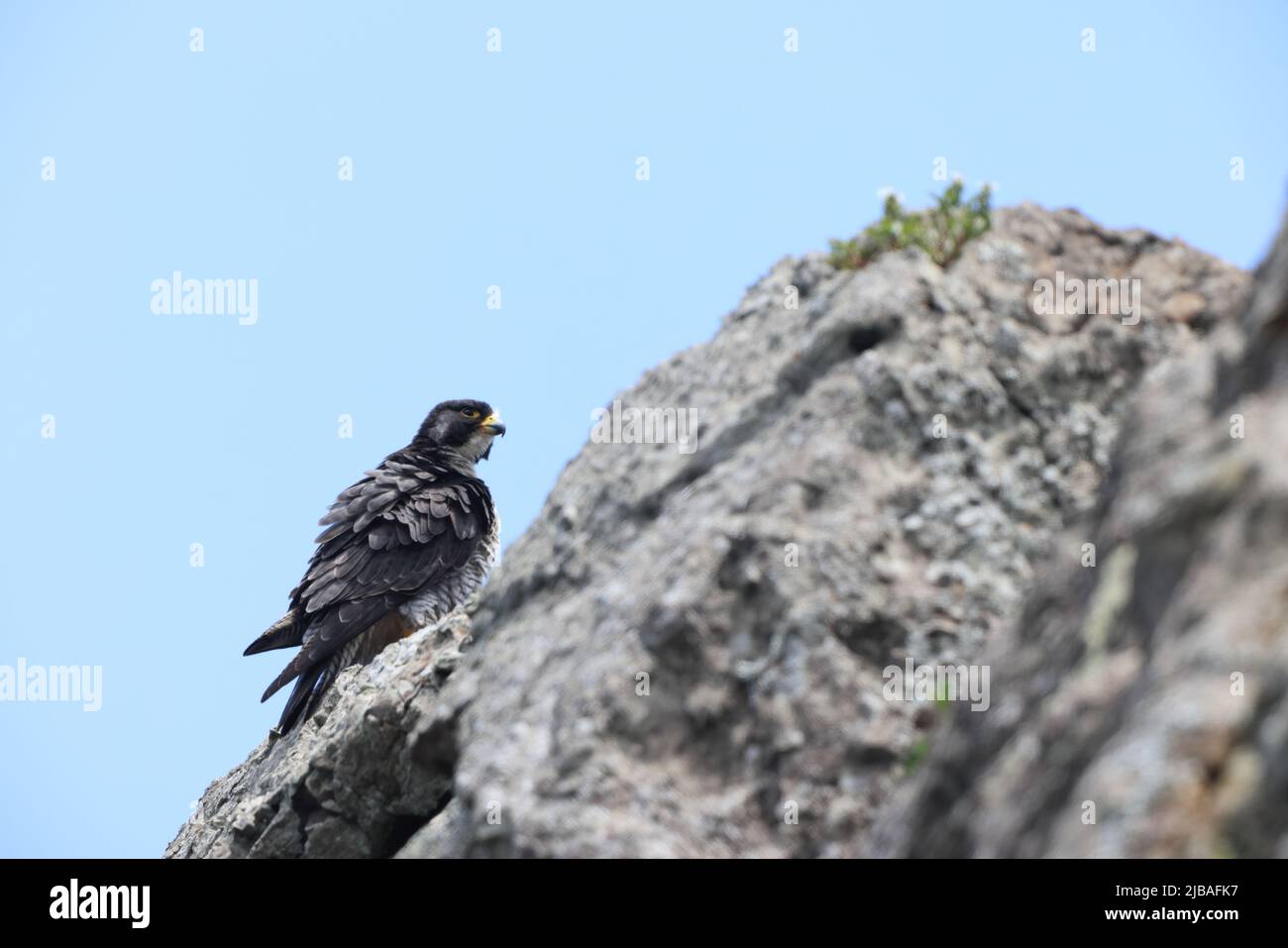 Peregrine Falcon (Falco peregrinus) in Japan Stock Photo - Alamy