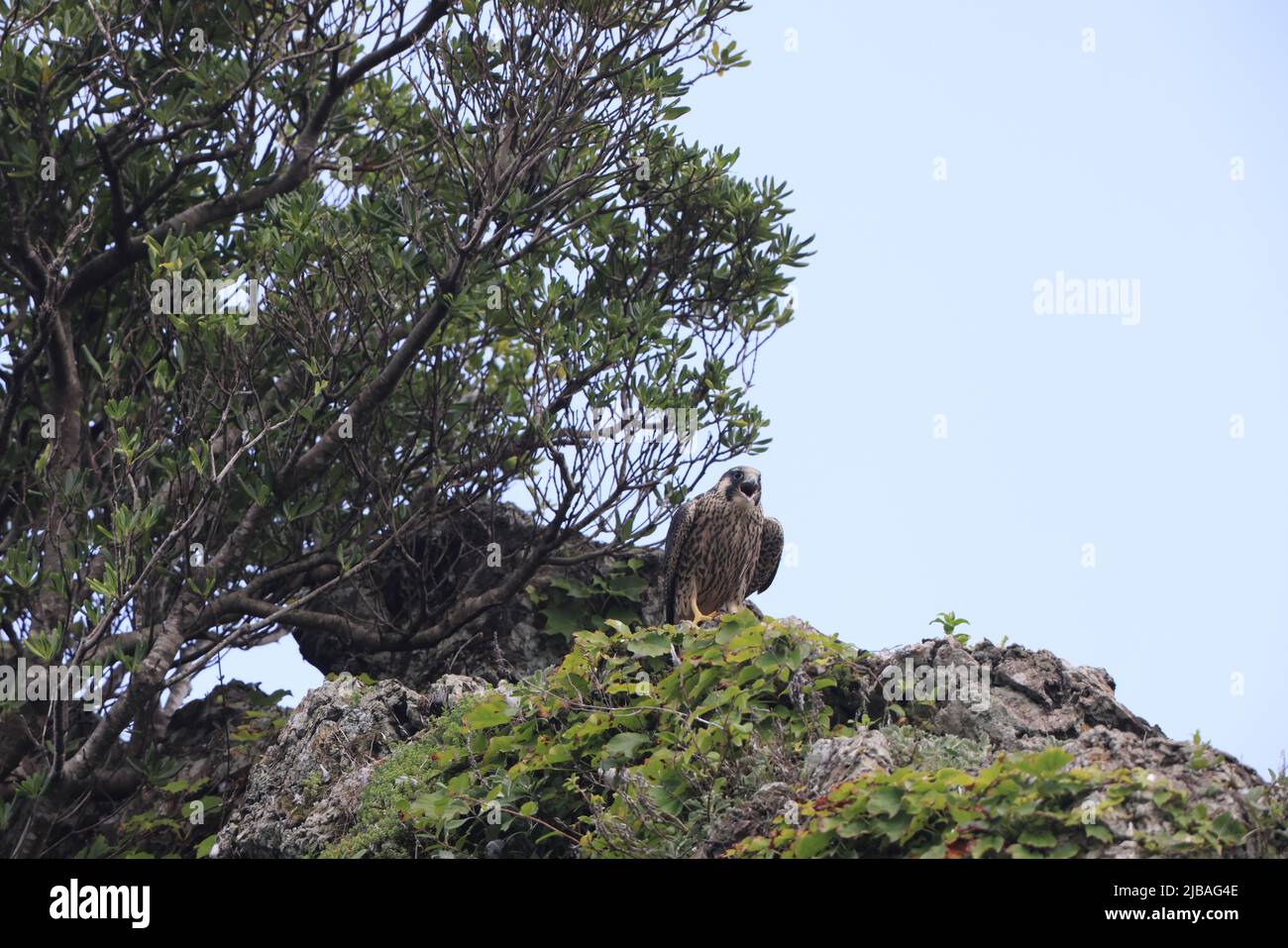 Peregrine Falcon (Falco peregrinus) in Japan Stock Photo - Alamy