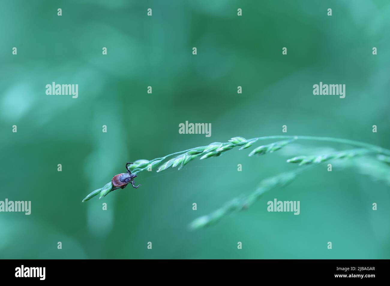 Tick grass insect pest hi-res stock photography and images - Alamy