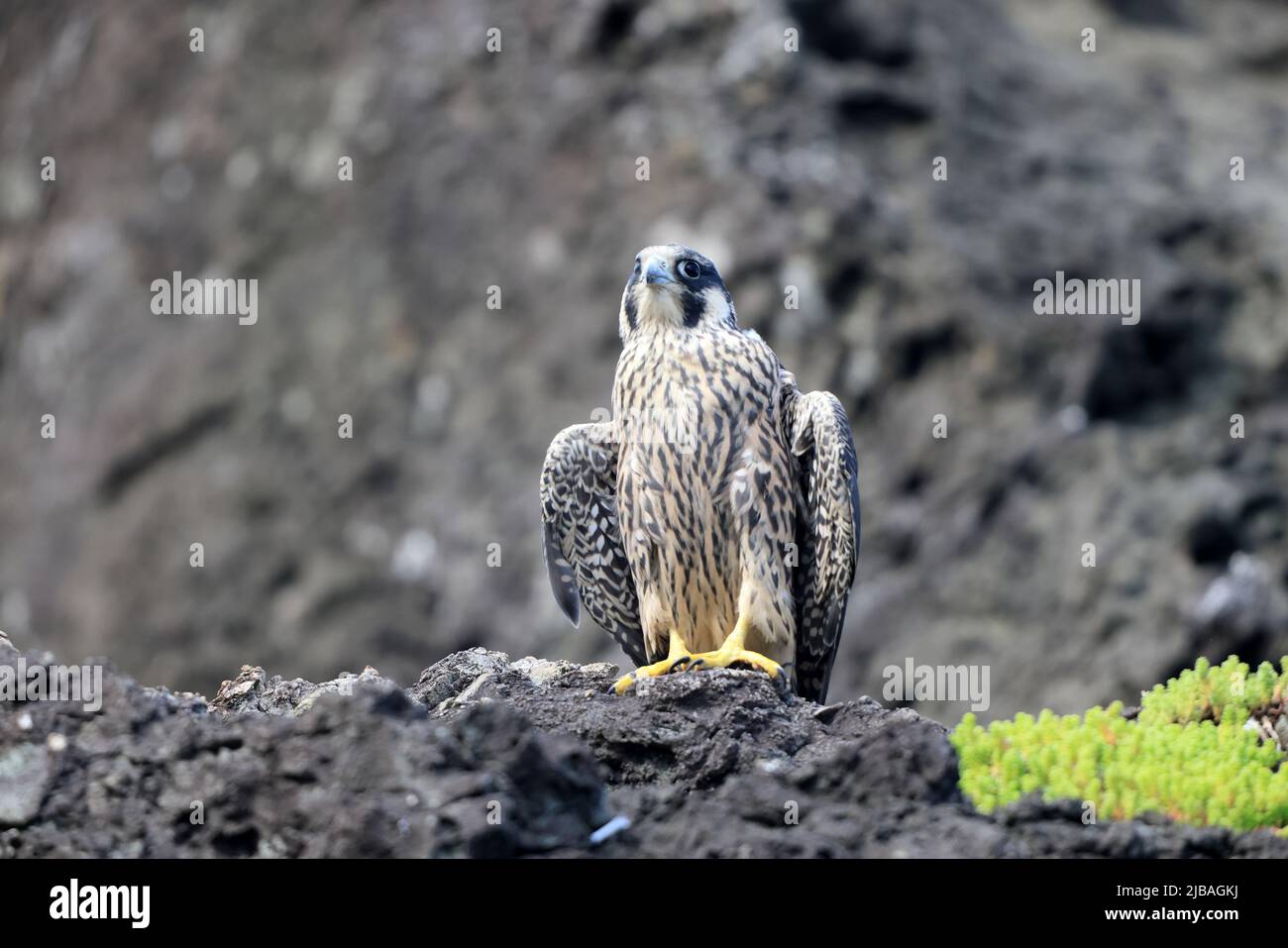 Peregrine Falcon (Falco peregrinus) in Japan Stock Photo - Alamy