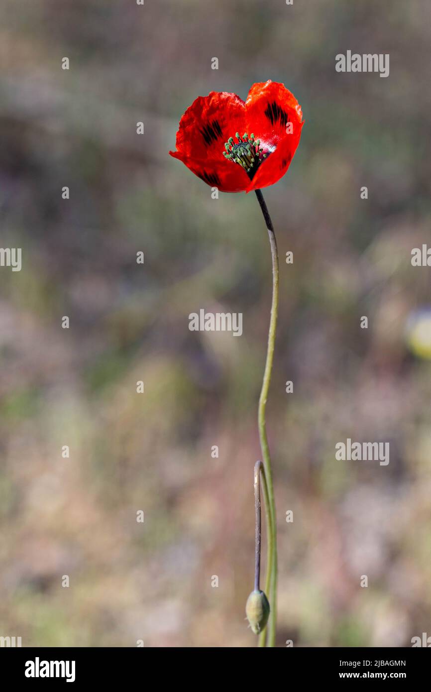 Poppy wild hi-res stock photography and images - Alamy