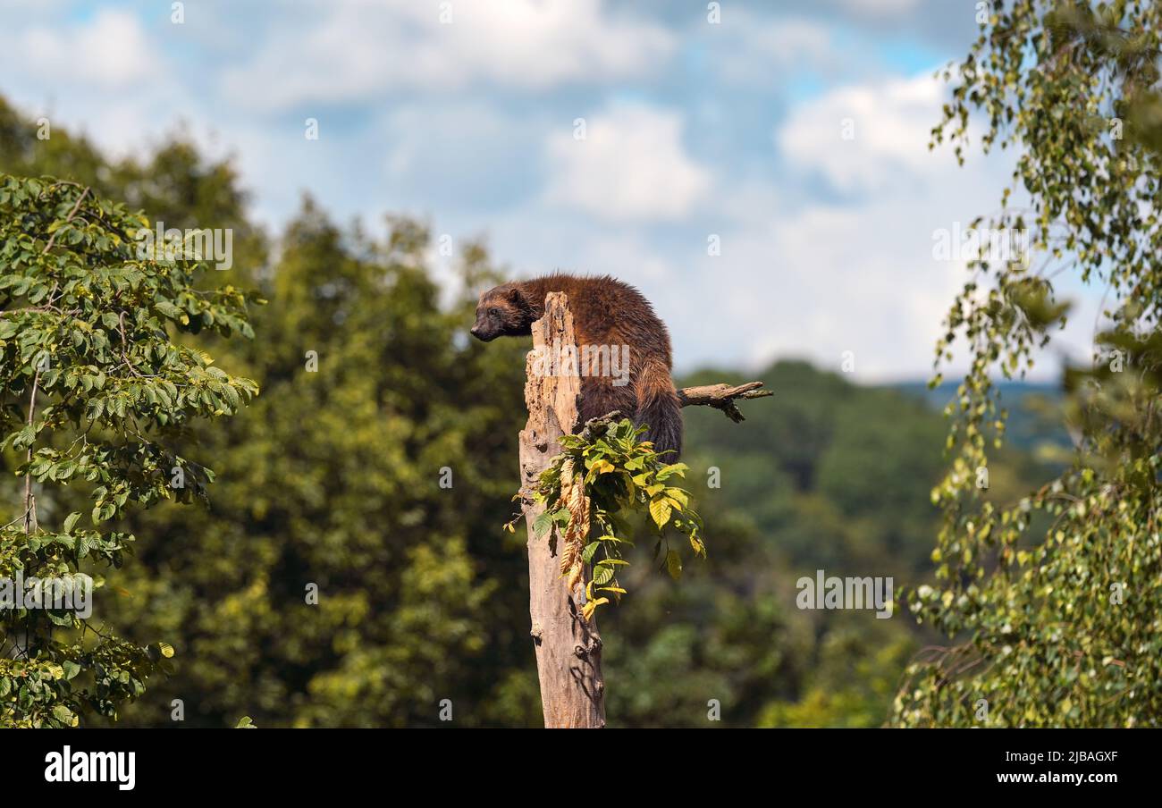 Wolverine animal with prey hi-res stock photography and images - Alamy
