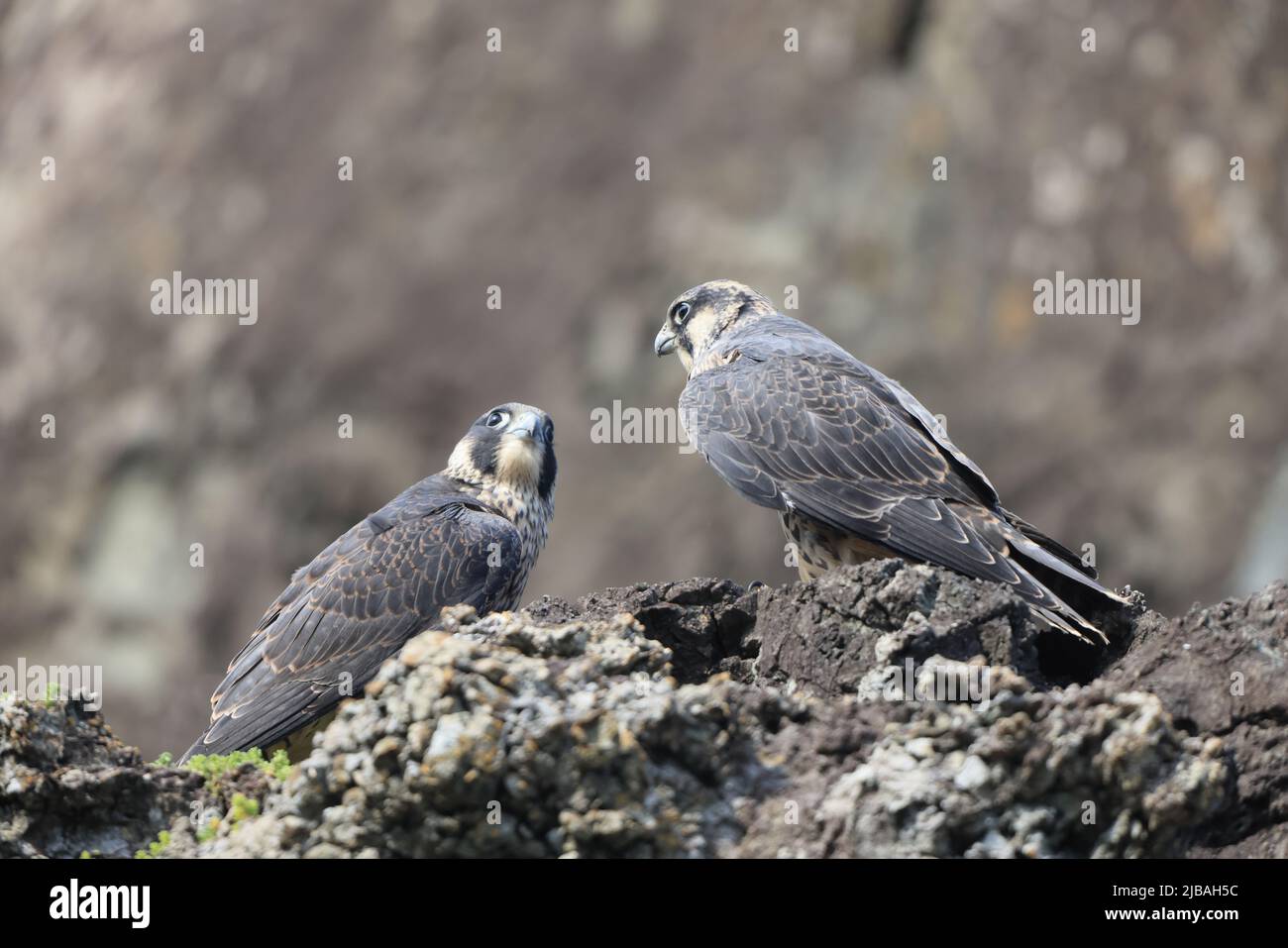 Peregrine Falcon (Falco peregrinus) in Japan Stock Photo - Alamy