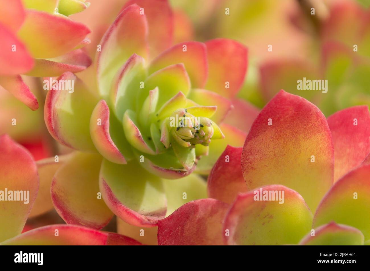 insects on plants Stock Photo - Alamy