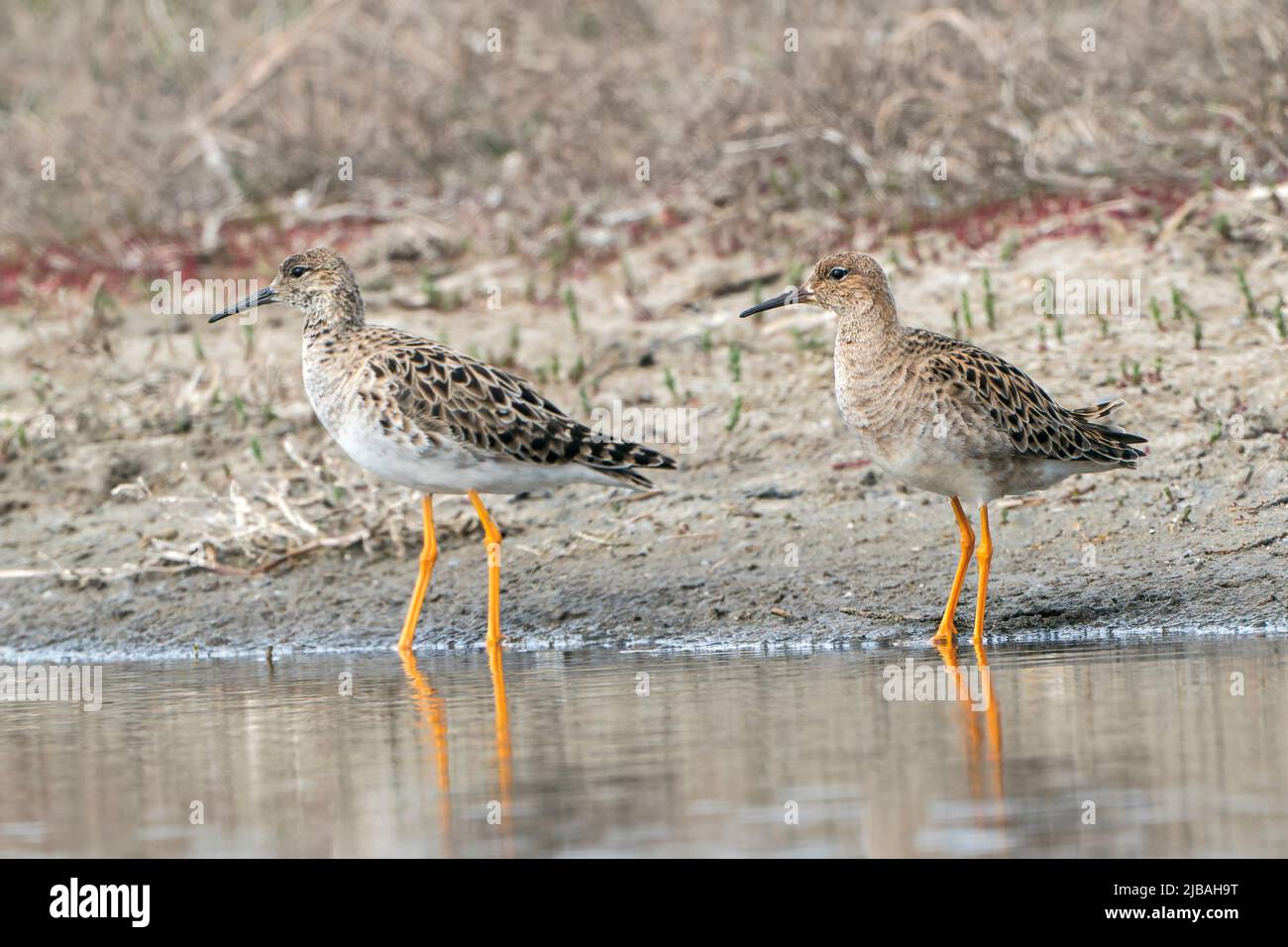Ruff, Calidris pugnax, two birds standing in shallow water, Danube ...
