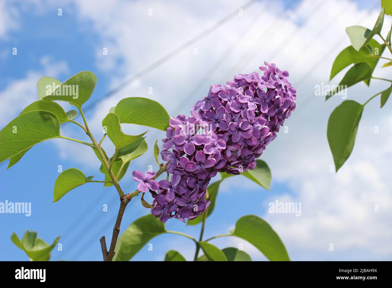 Summer lilac hi-res stock photography and images - Alamy