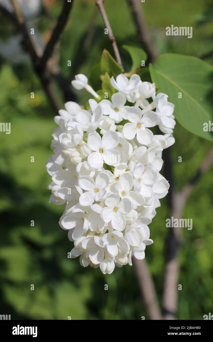 Flowering bush white lilac flower hi-res stock photography and images ...