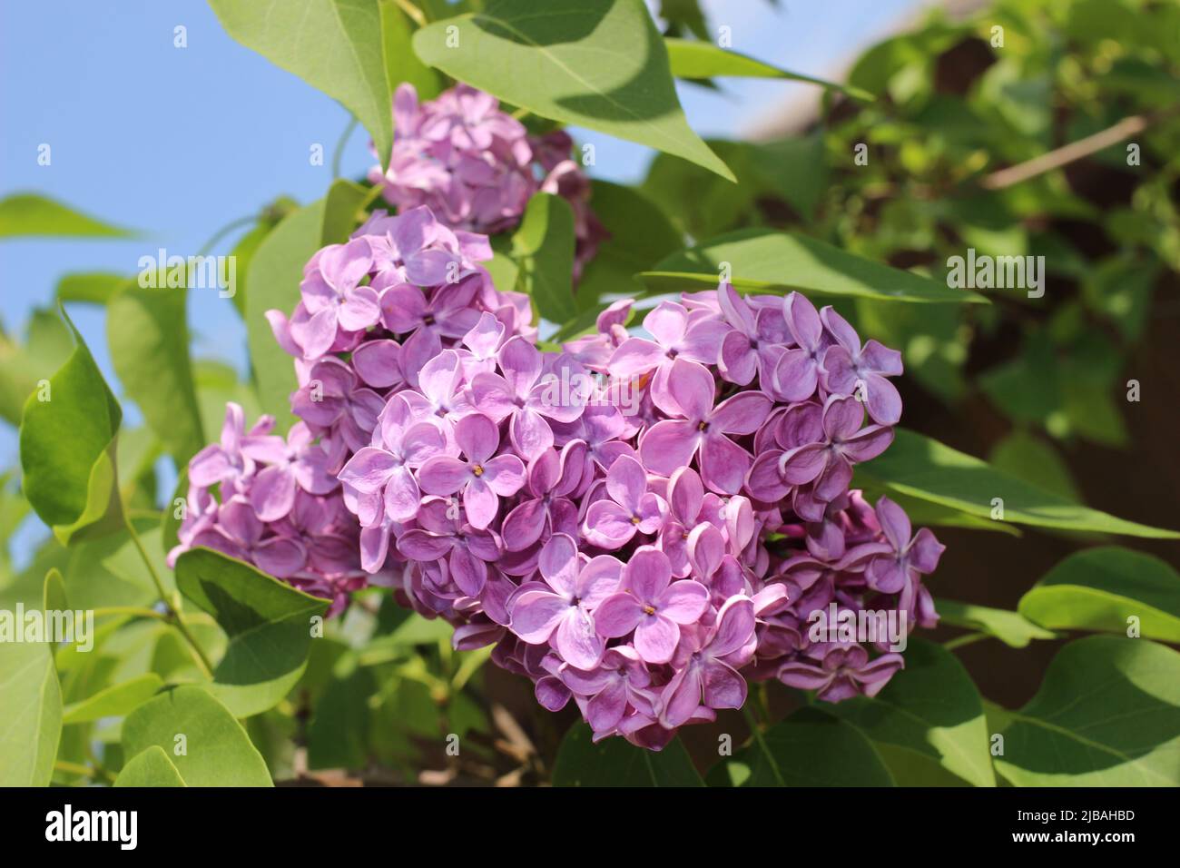 Summer lilac bush hi-res stock photography and images - Alamy