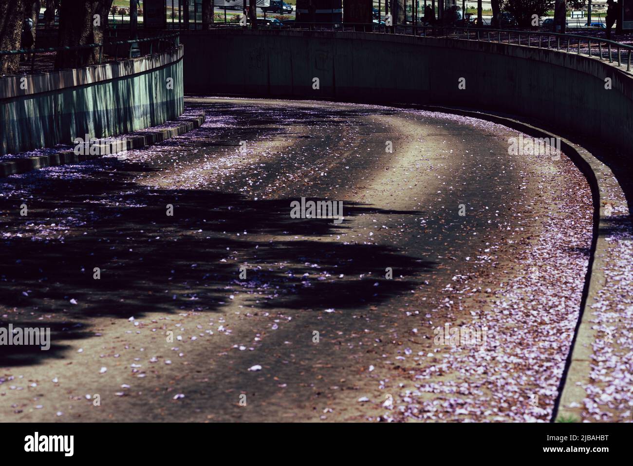 Jacaranda trees lisbon portugal hi-res stock photography and images - Alamy