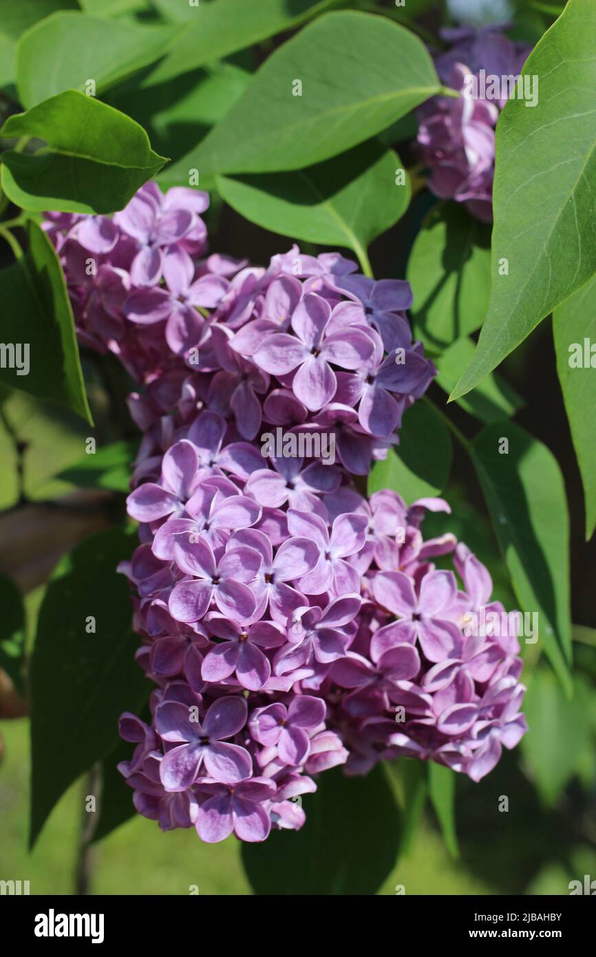 Fluffy lilac flowers hi-res stock photography and images - Alamy