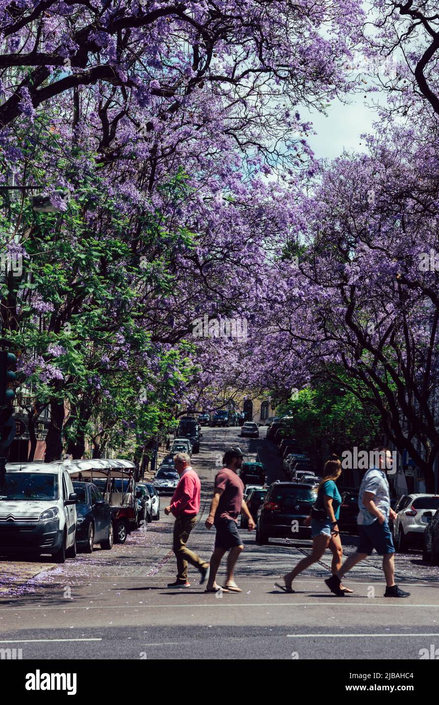 Lisbon, Portugal - June 4, 2022: Tourists underneath avenue of vibrant ...