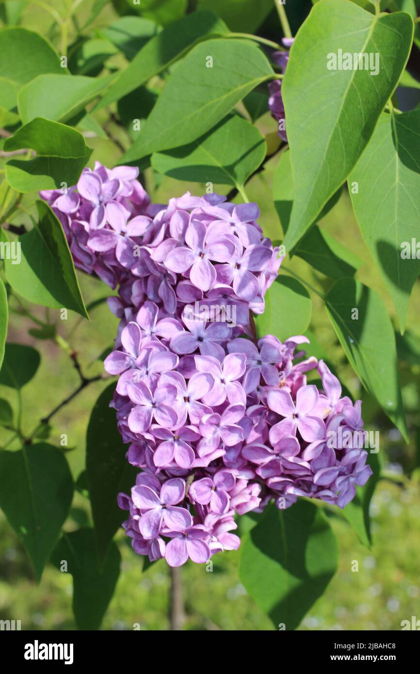 Blue summer lilac hi-res stock photography and images - Alamy