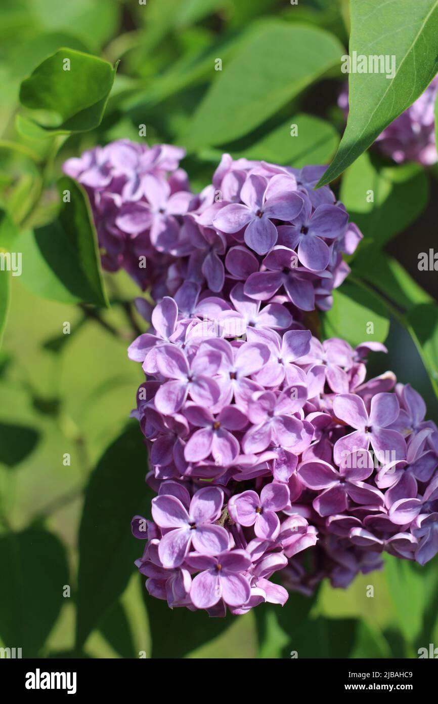 Fluffy lilac flowers hi-res stock photography and images - Alamy