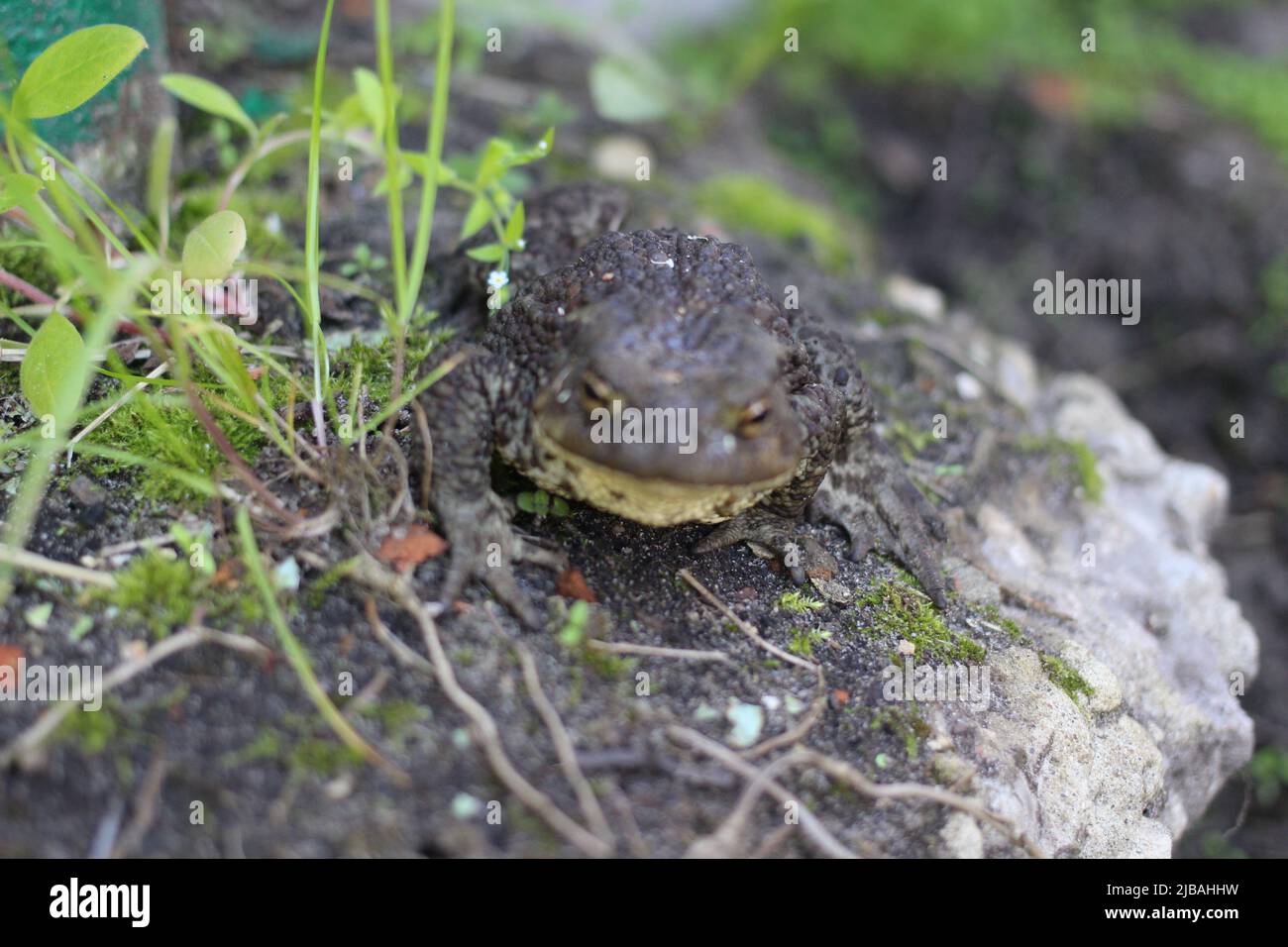 Toads of russia hi-res stock photography and images - Alamy