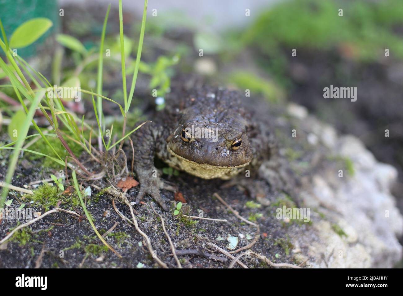 Toads of russia hi-res stock photography and images - Alamy