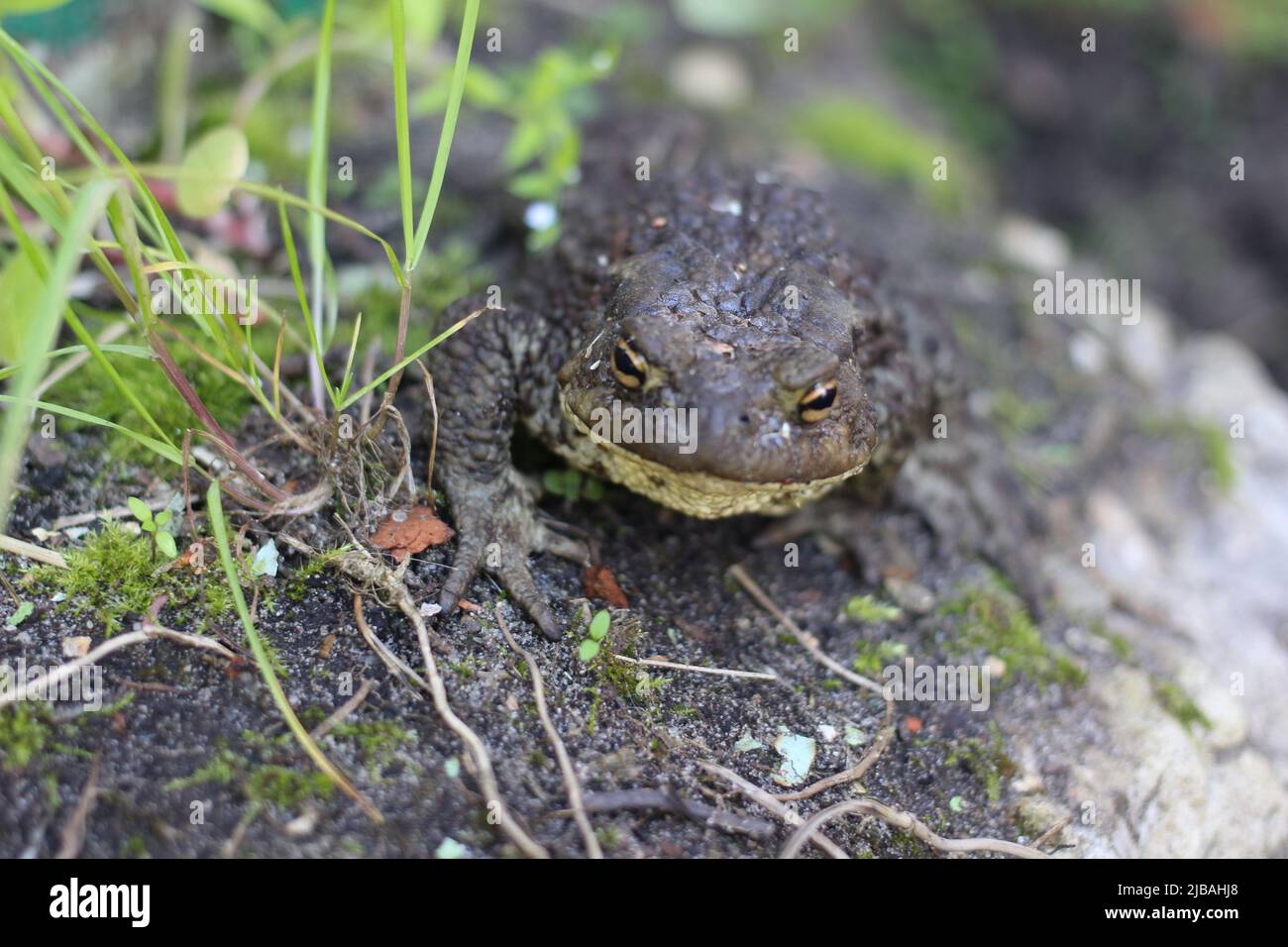 Toad on a summer walk Stock Photo - Alamy