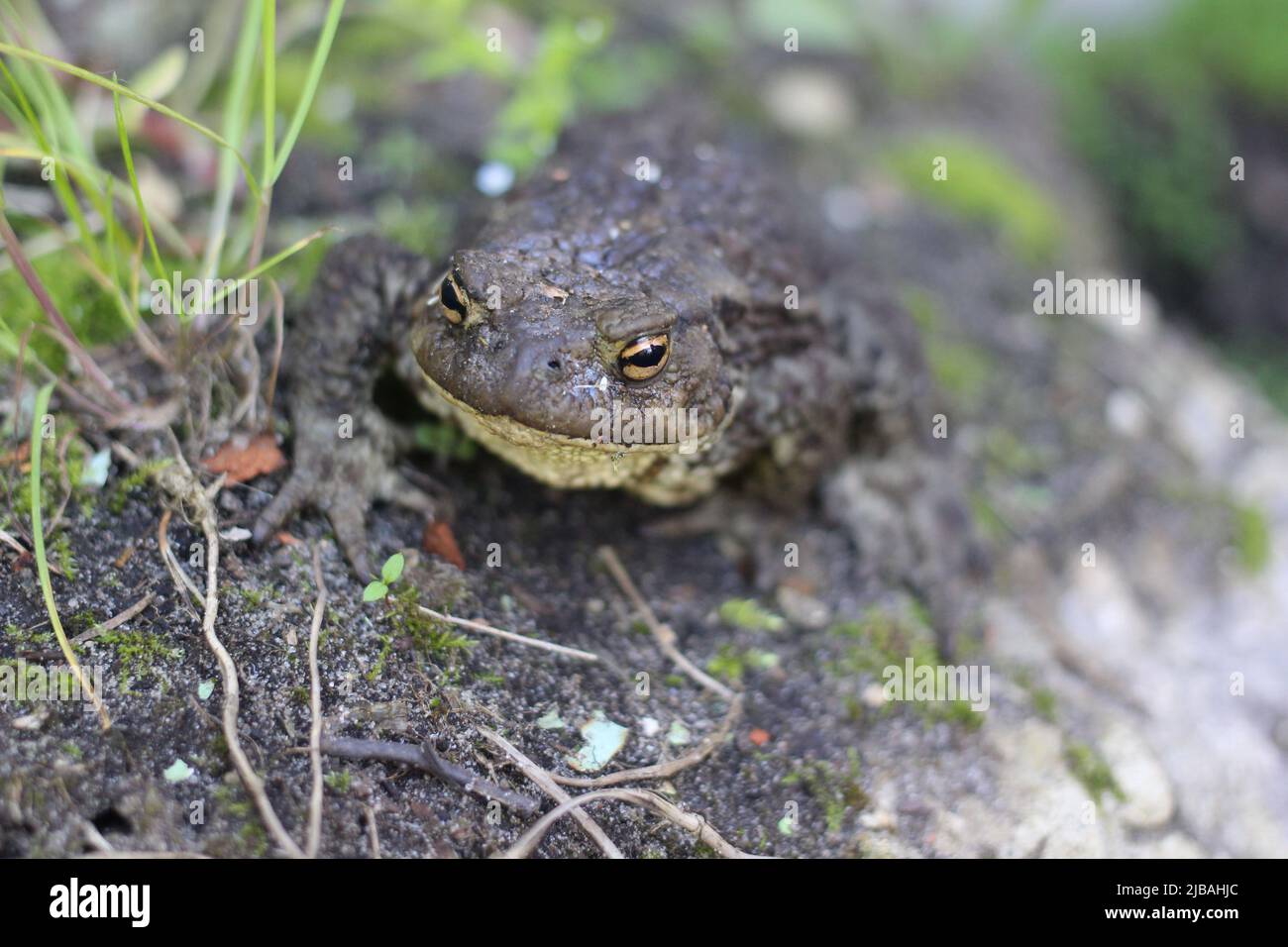 Toads of russia hi-res stock photography and images - Alamy