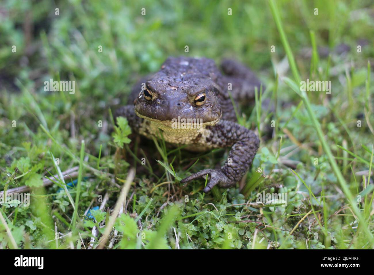 Toads of russia hi-res stock photography and images - Alamy