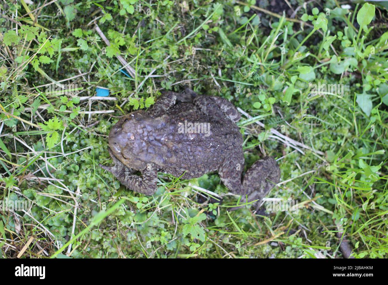 Toads of russia hi-res stock photography and images - Alamy