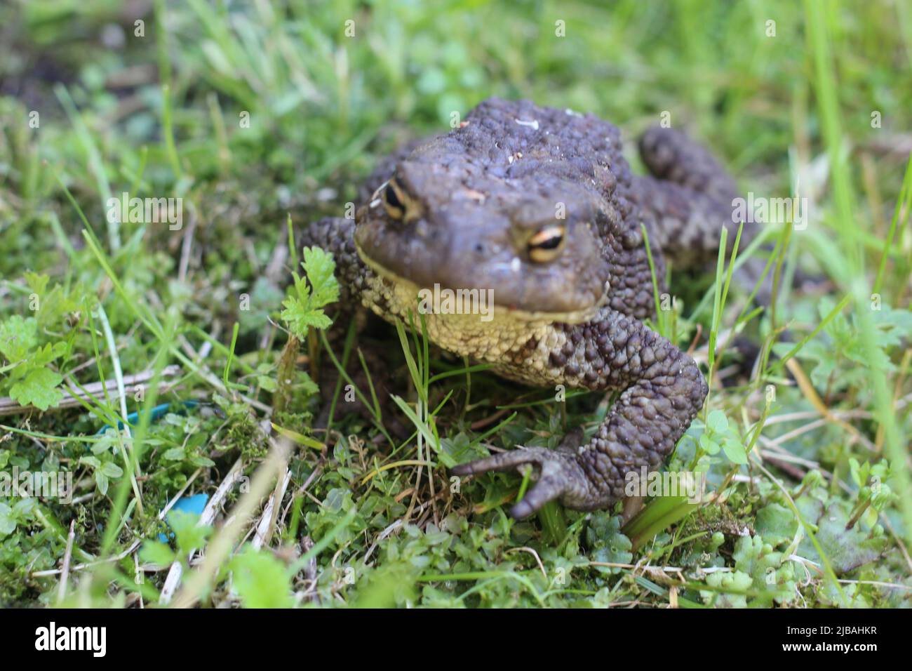 Toads of russia hi-res stock photography and images - Alamy