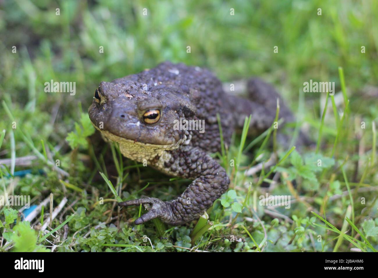 Toad on a summer walk Stock Photo - Alamy