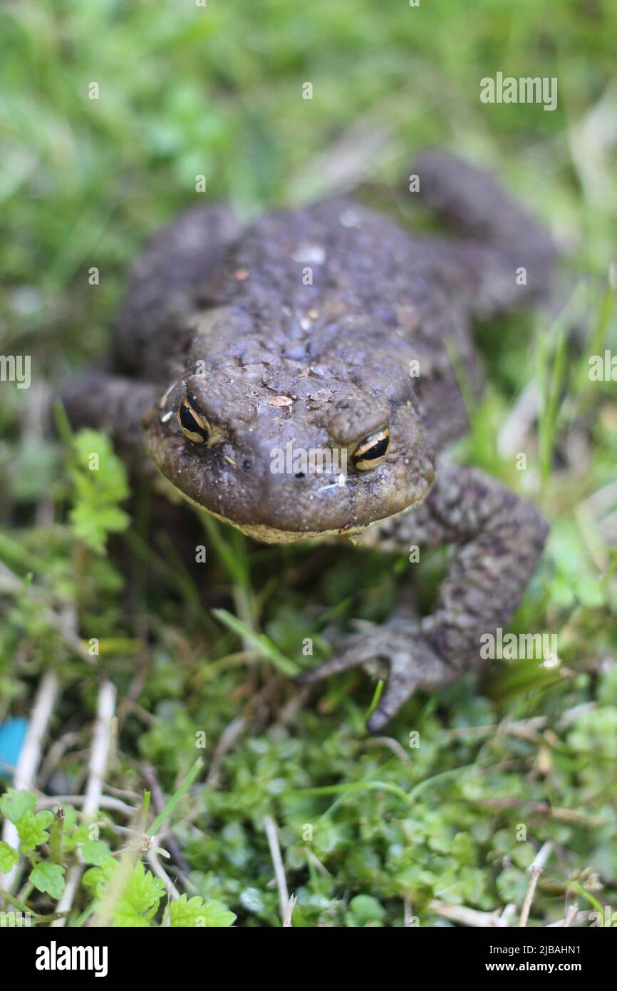 Toad on a summer walk Stock Photo - Alamy