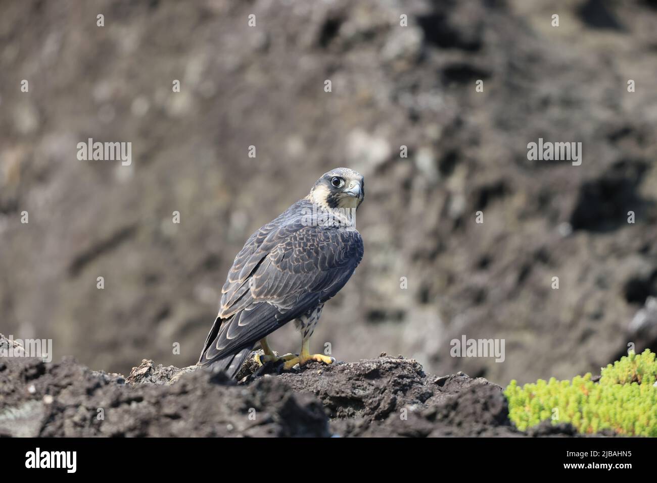 Peregrine Falcon (Falco peregrinus) in Japan Stock Photo - Alamy