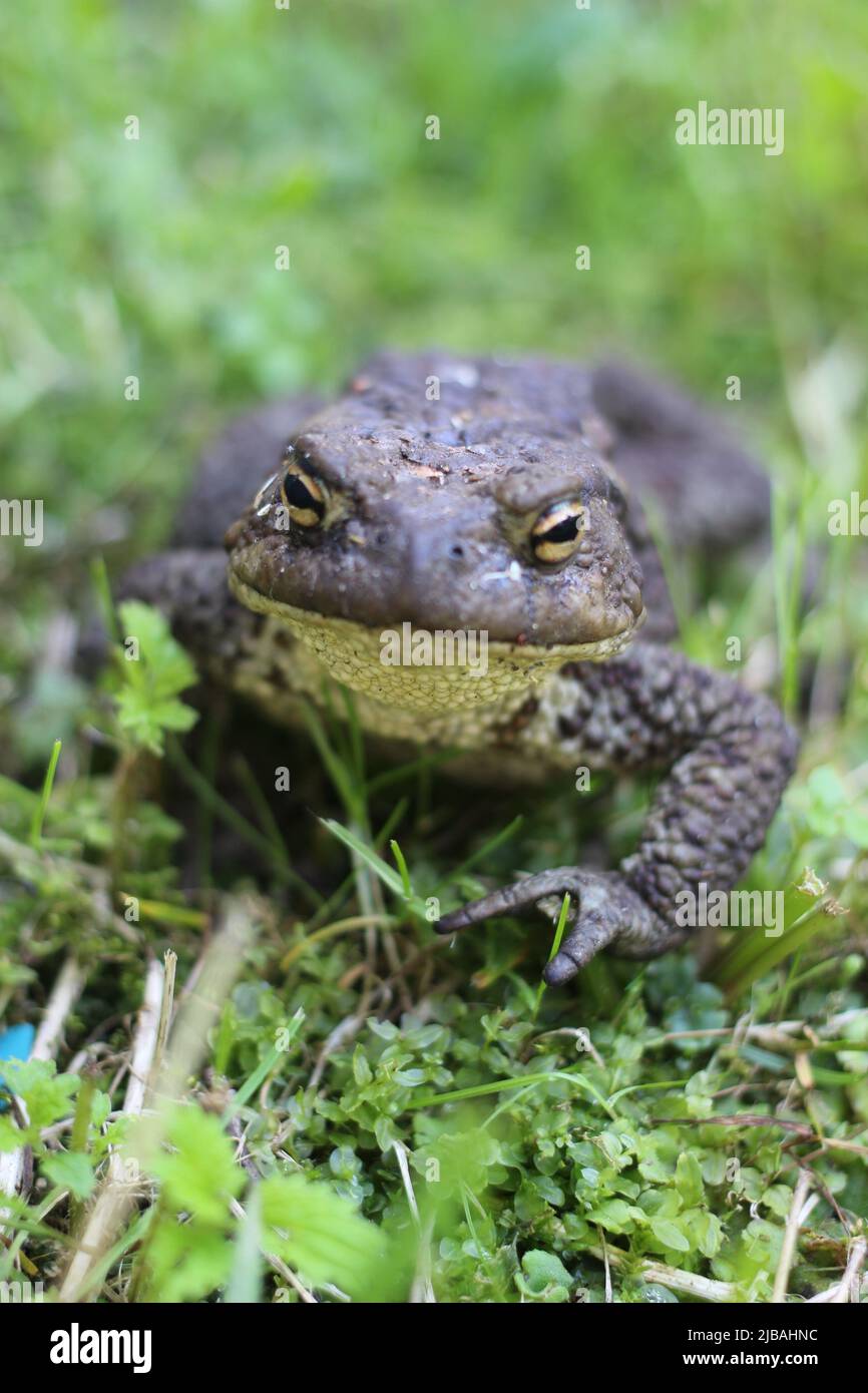 Toads of russia hi-res stock photography and images - Alamy