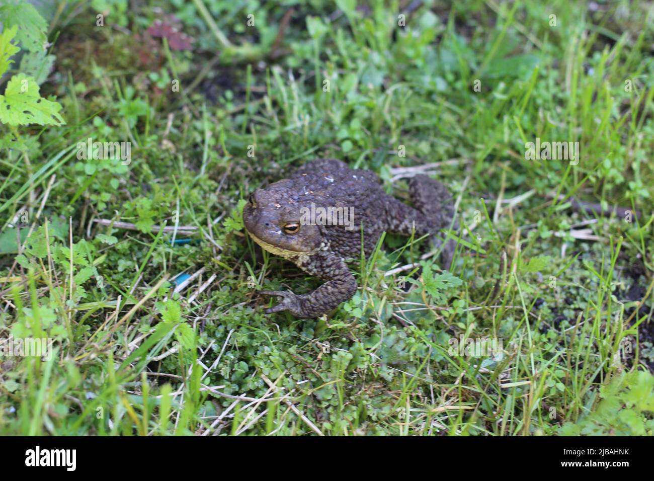 Toad on a summer walk Stock Photo - Alamy