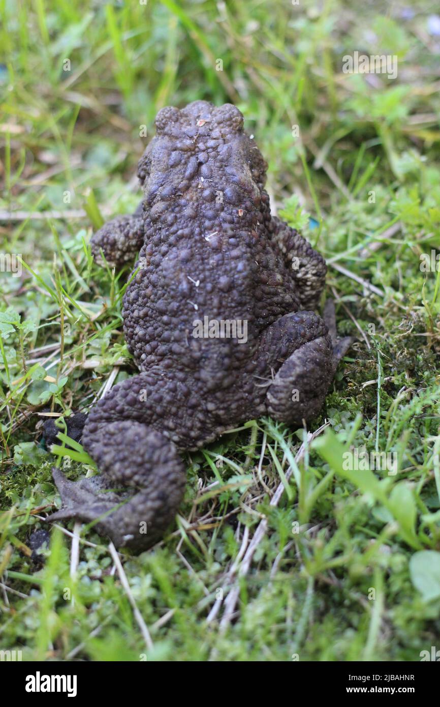 Toads of russia hi-res stock photography and images - Alamy