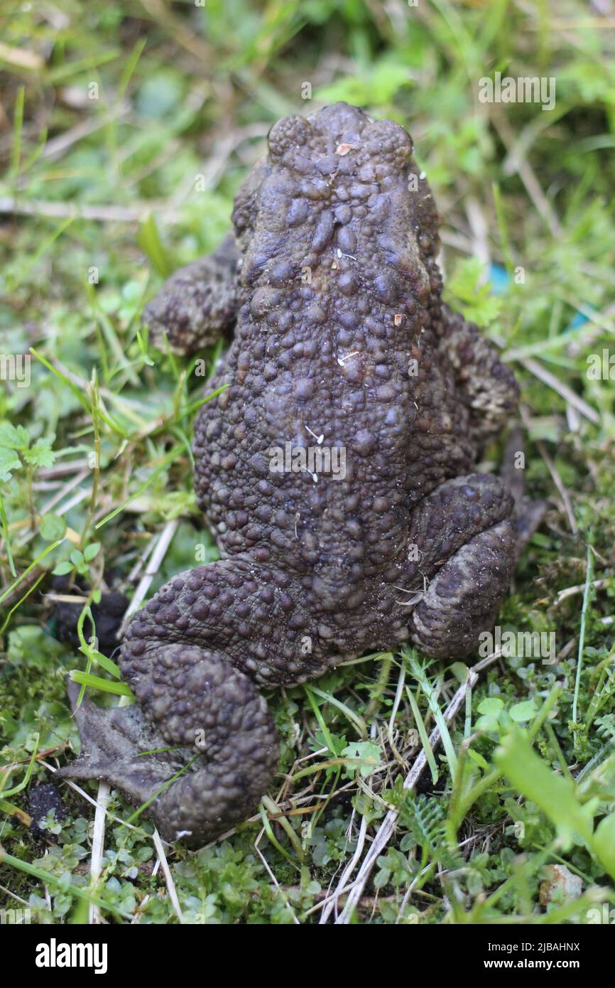 Toads of russia hi-res stock photography and images - Alamy