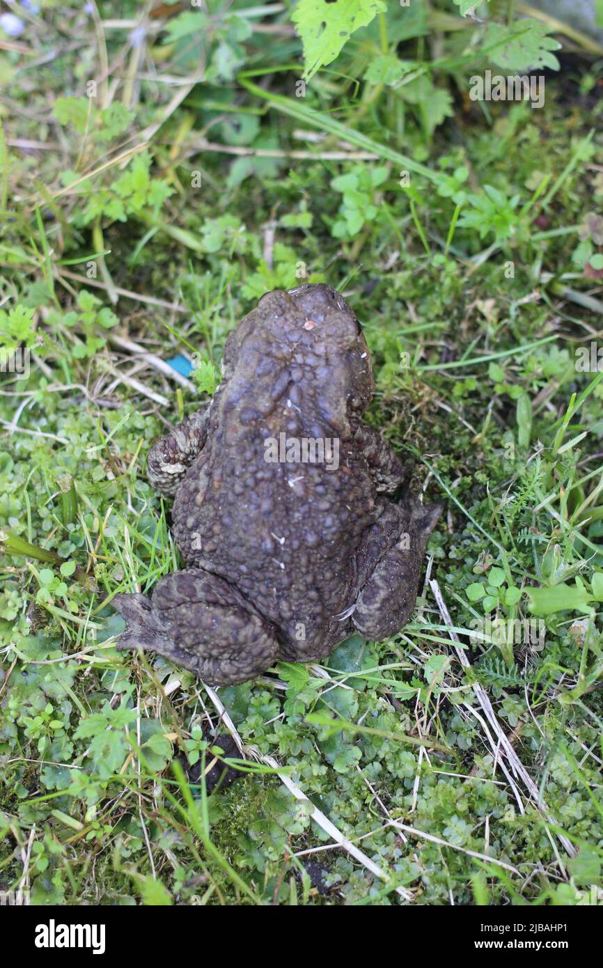 Toads of russia hi-res stock photography and images - Alamy
