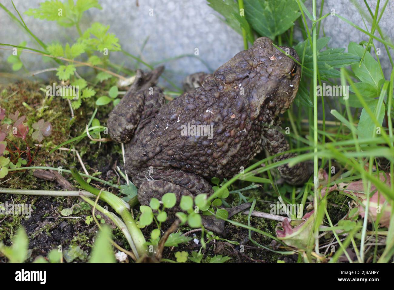 Toads of russia hi-res stock photography and images - Alamy