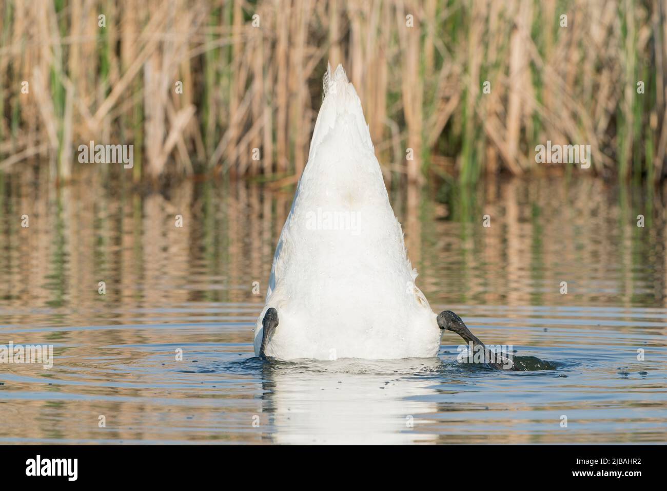 Floatation plant hi-res stock photography and images - Alamy