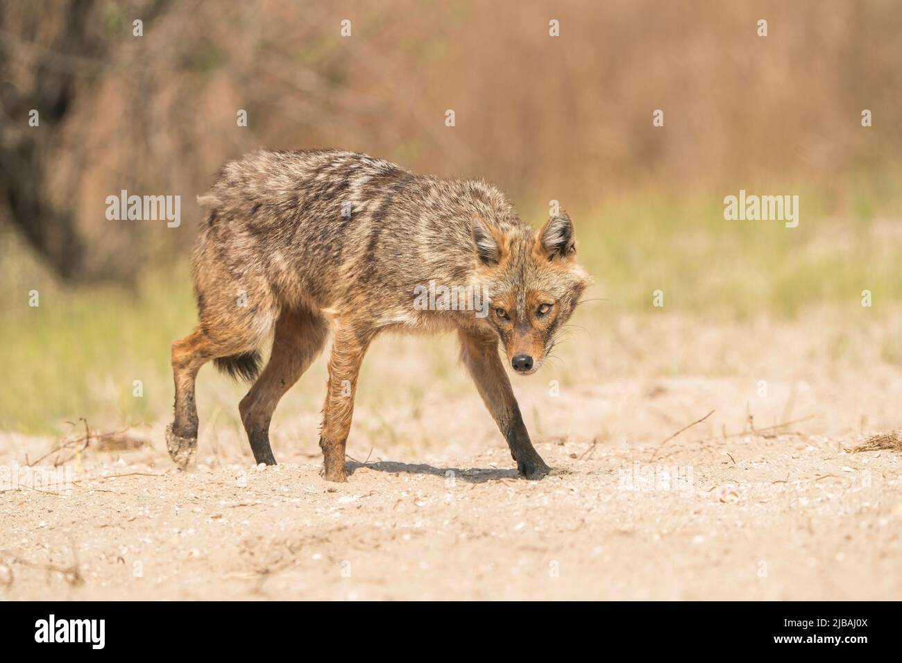 Golden Jackal, Canis aureus, single adult walking on short vegetation, Danube delta, Romania, 24 ...