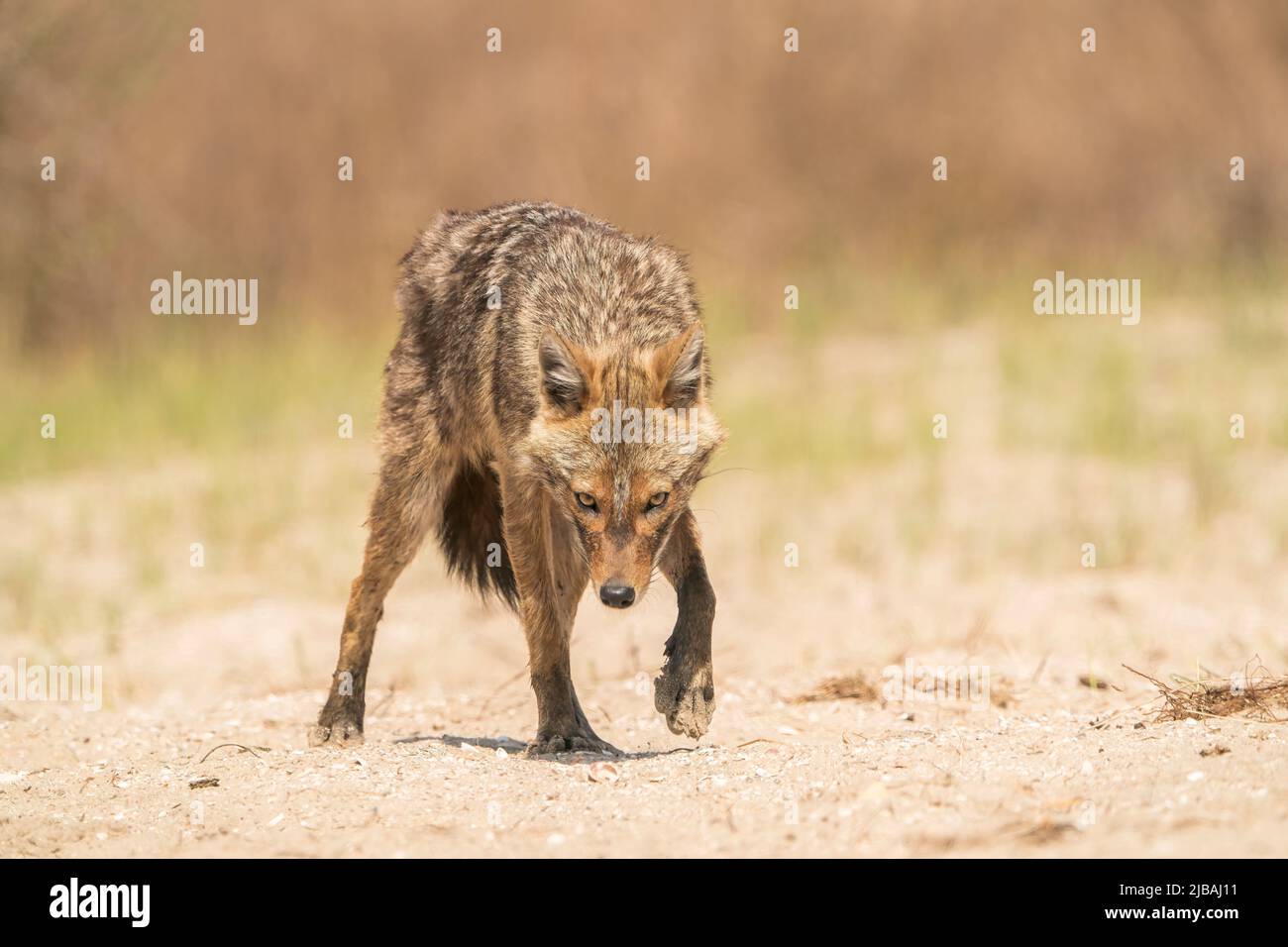 Golden Jackal, Canis aureus, single adult walking on short vegetation, Danube delta, Romania, 24 ...
