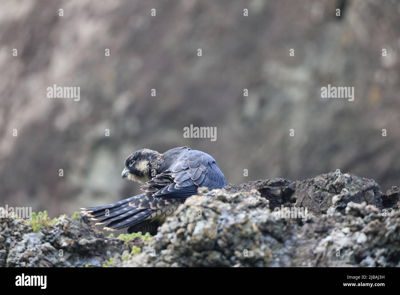 Peregrine Falcon (Falco peregrinus) in Japan Stock Photo - Alamy