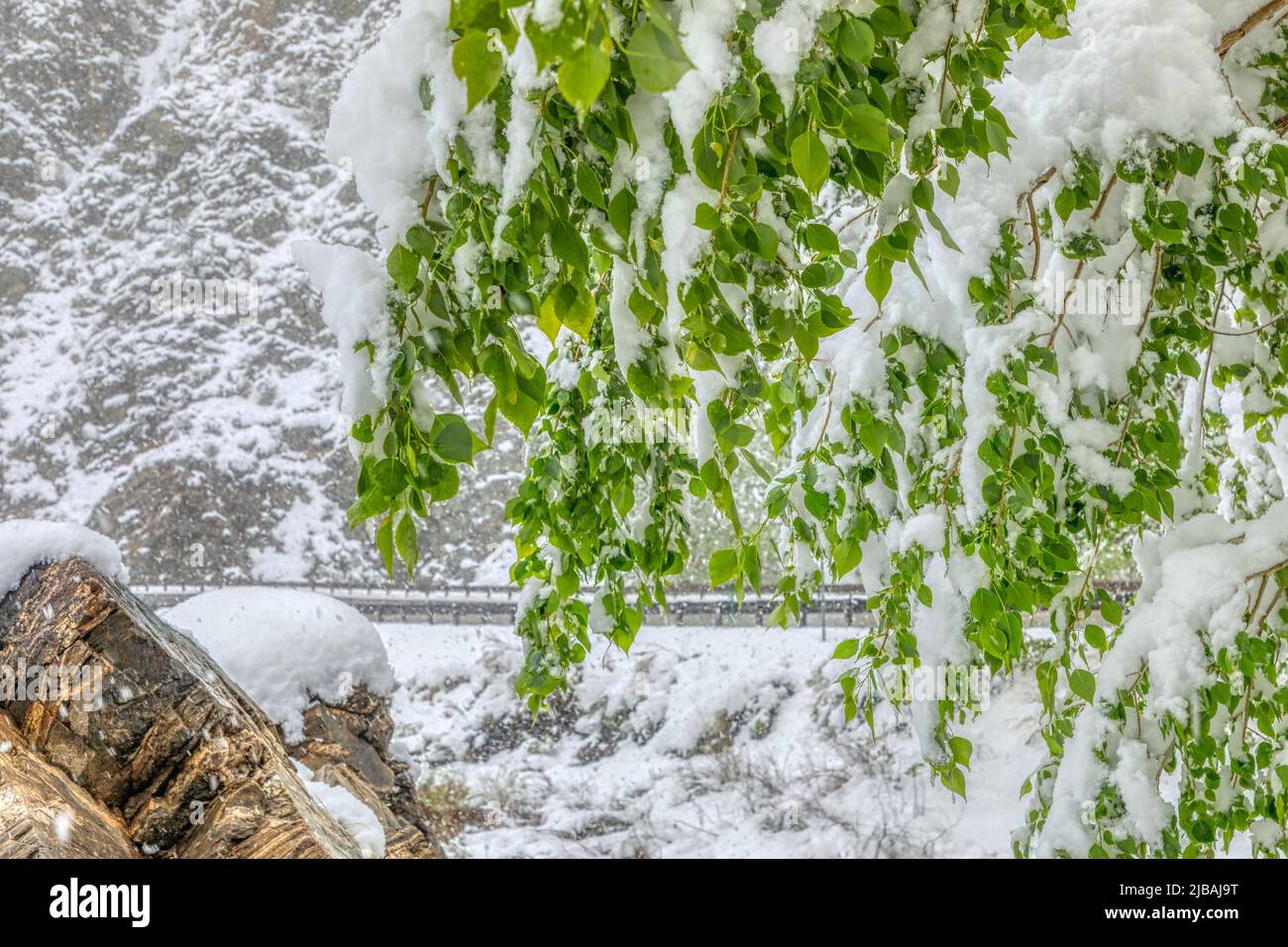 Spring Snow Storm in Canon Country of Colorado Stock Photo - Alamy