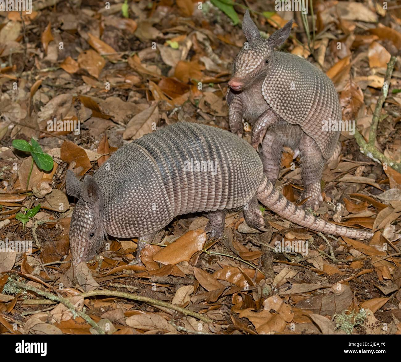Two young nine-banded armadillos (Dasypus novemcinctus) feeding on the ...