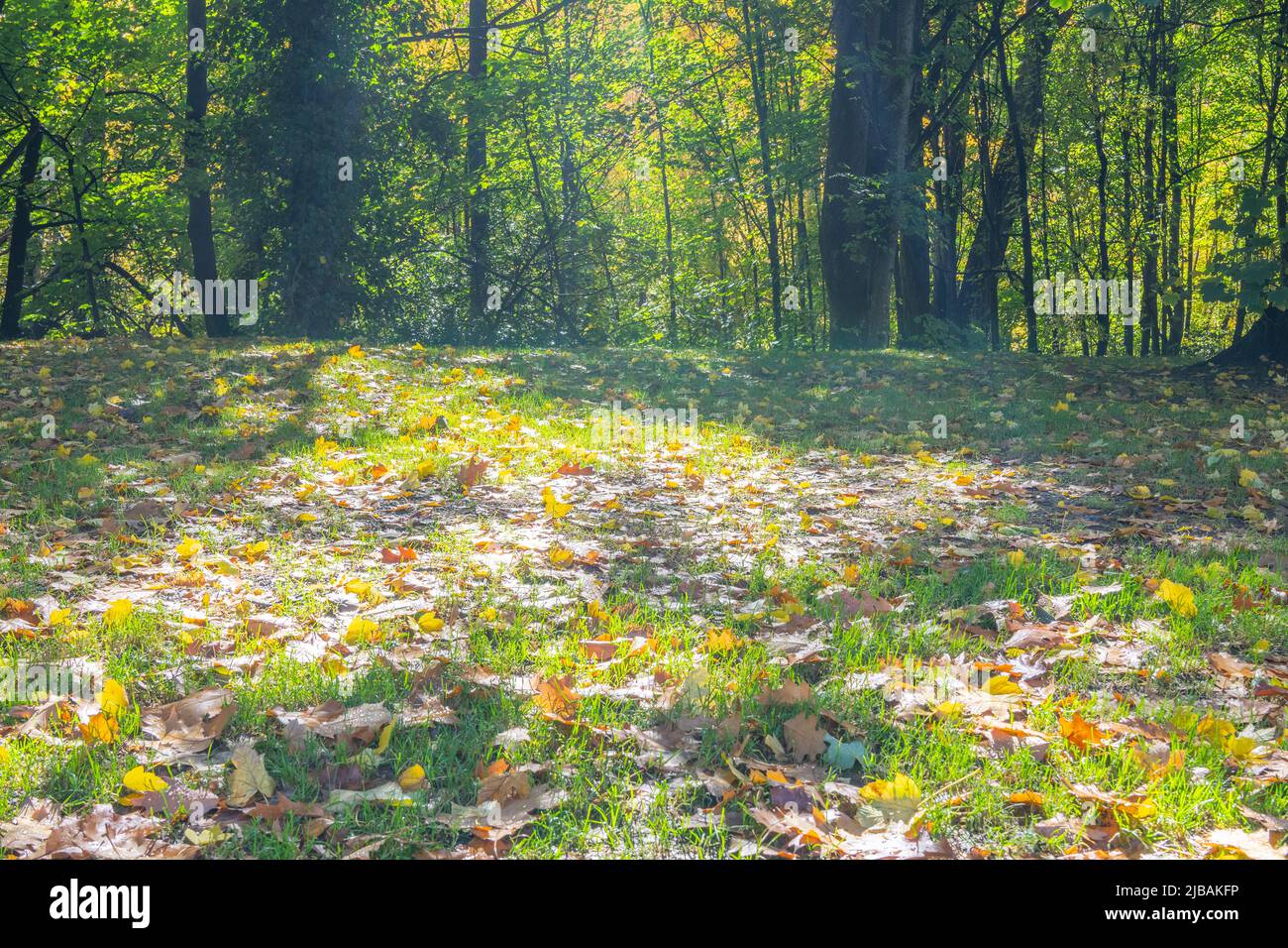 Autumn color foliage lines Tobins Track walk along Arrow River ...