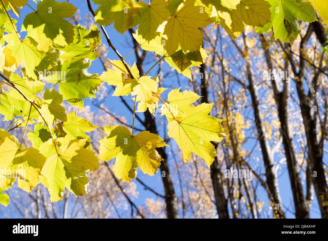 Bright yellow and red stem of sycamore tree in autumn color foliage ...